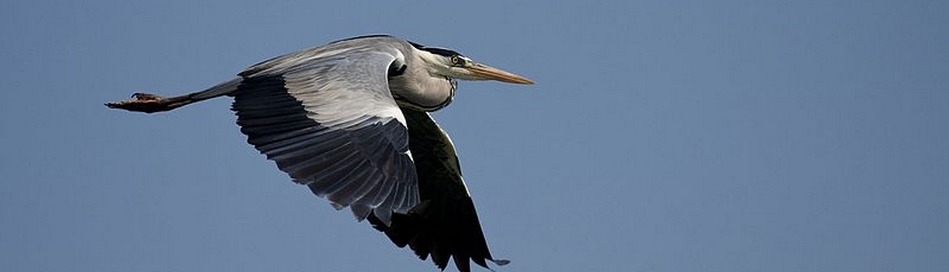 Bird Watching on Lake Kerkini – Ecotourism Greece