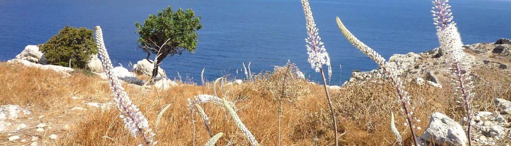 About Nature & Flora in Karpathos - Ecotourism Greece