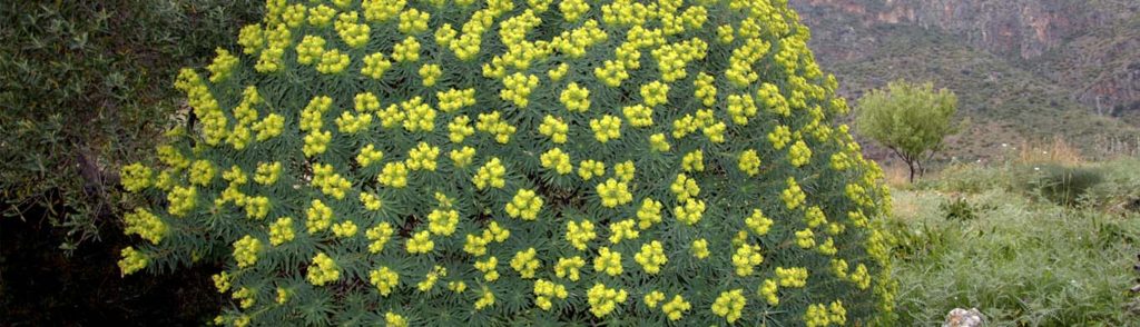 About Nature & Flora in Karpathos - Ecotourism Greece